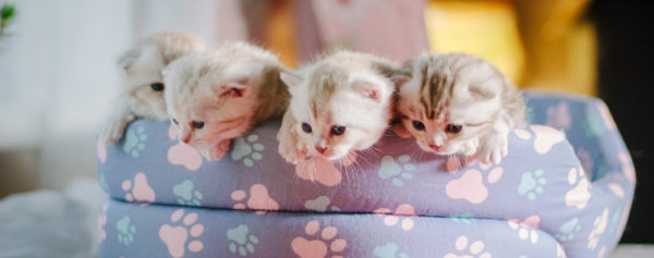 The Complete Guide to Moving Your Pets to Guam