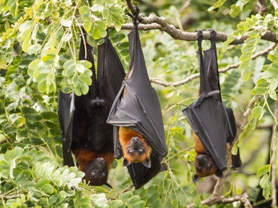 12 Fascinating Animals & Creatures You'll Encounter on Guam