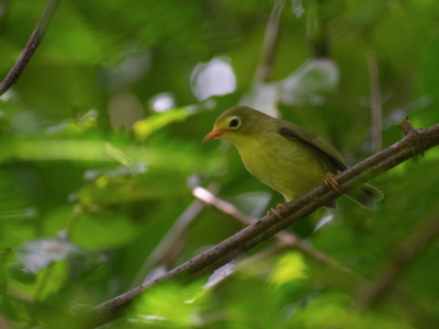 12 Fascinating Animals & Creatures You'll Encounter on Guam