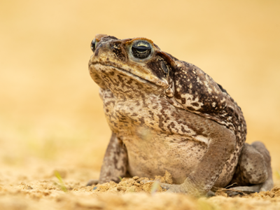 12 Fascinating Animals & Creatures You'll Encounter on Guam