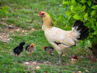 12 Fascinating Animals & Creatures You'll Encounter on Guam