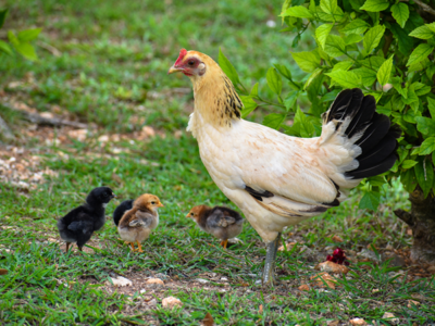 12 Fascinating Animals & Creatures You'll Encounter on Guam