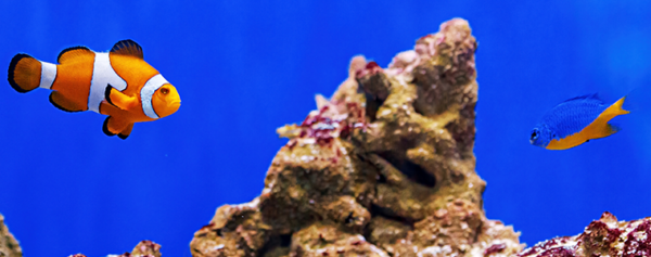 Explore Guam's Underwater World: Fish, Sharks, Turtles & More