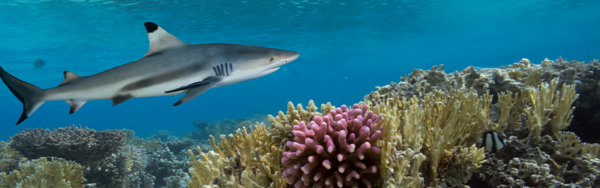 Explore Guam's Underwater World: Fish, Sharks, Turtles & More