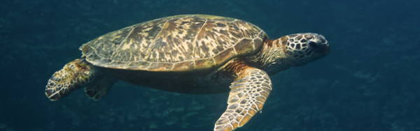 Explore Guam's Underwater World: Fish, Sharks, Turtles & More