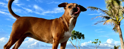 14 Honest Pros and Cons of Moving to Guam